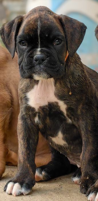 Catel Boxer German Radu Negru • OLX.ro