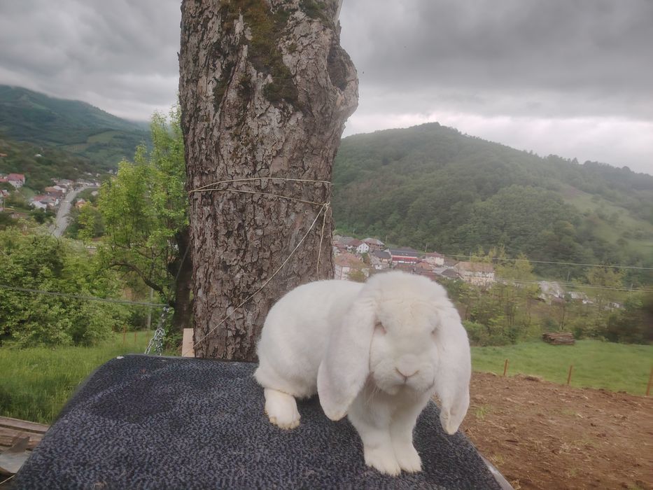 Iepuri rasa Berbec German Nasaud • OLX.ro