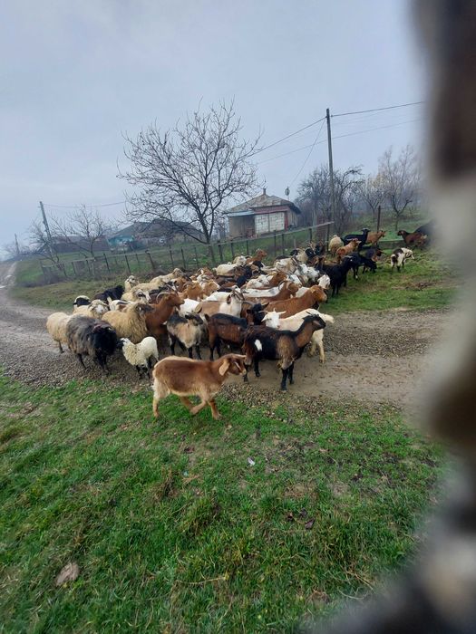Oi si capre de vanzare de tinut nu de abator Iasi • OLX.ro
