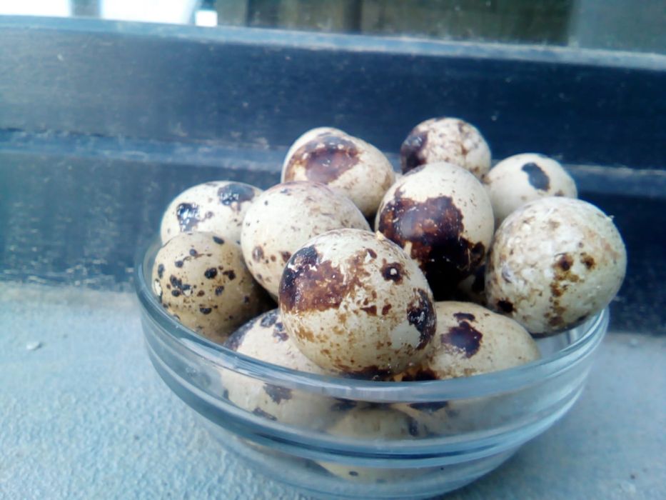 Oua prepelite incubat si pentru consum Stana • OLX.ro