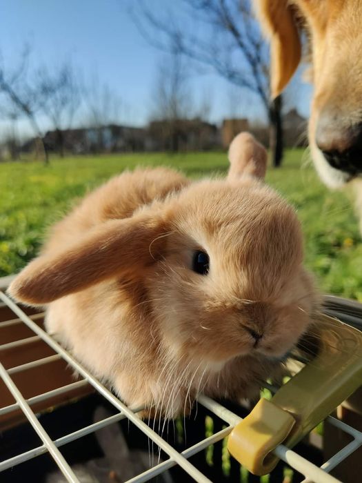 Berbec pitic / holland lop Uivar • OLX.ro