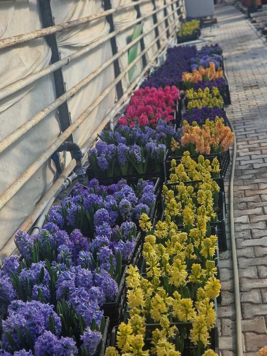 Zambila, Cyclamen, Panseluta de vanzare pentru 14 februarie,1-8 martie ...