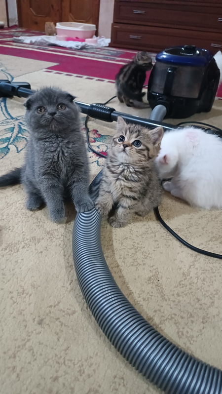 Скотш фолд ва страйт