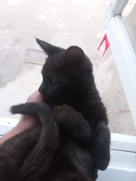 Отдадим котенка в хорошие руки
