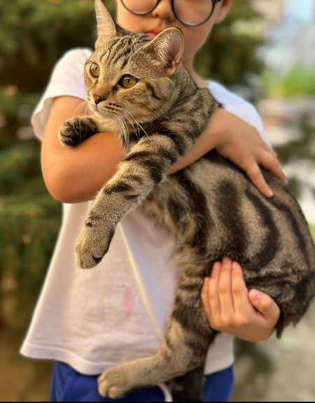 Кот пароды Скотиш Страйт