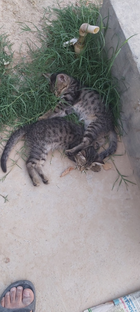 Mushuklarni xadiya qilaman 2 ta