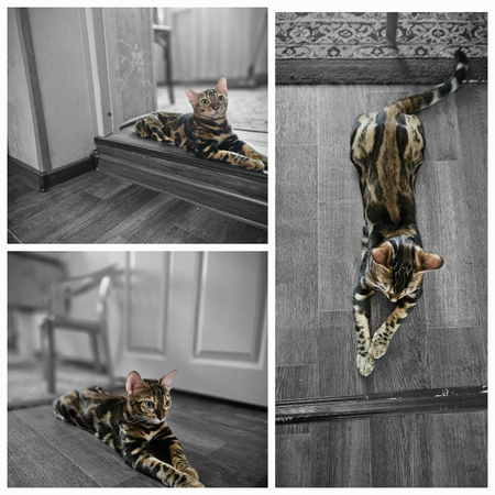 Бенгальские котята