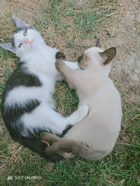 Отдам котят красивые 3 месяца приученнные к еде