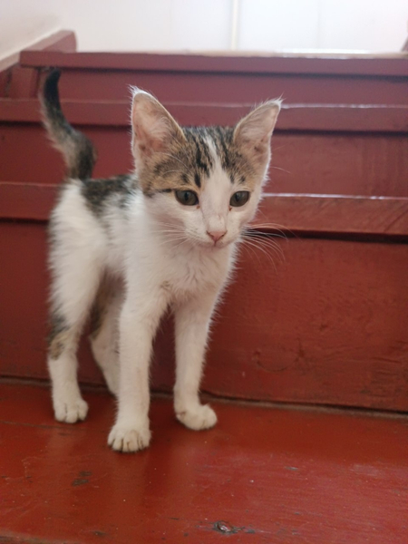 Котёнок мальчик и девочка