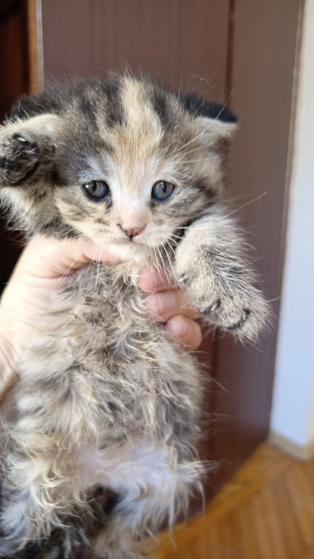 Котята скотиш фолд продаются.