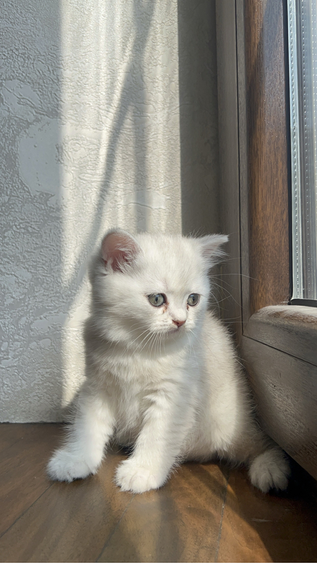 Котенок серебристая шиншилла
