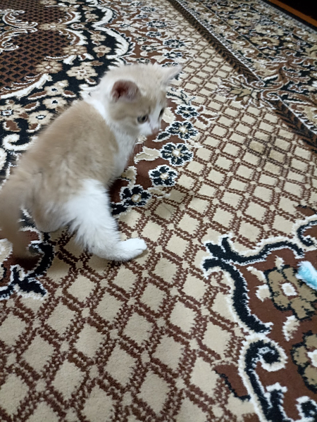 Котята 1.5 месячные домашние  в хорошие н