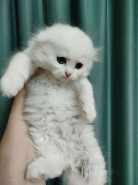 Продаются шотландские котята