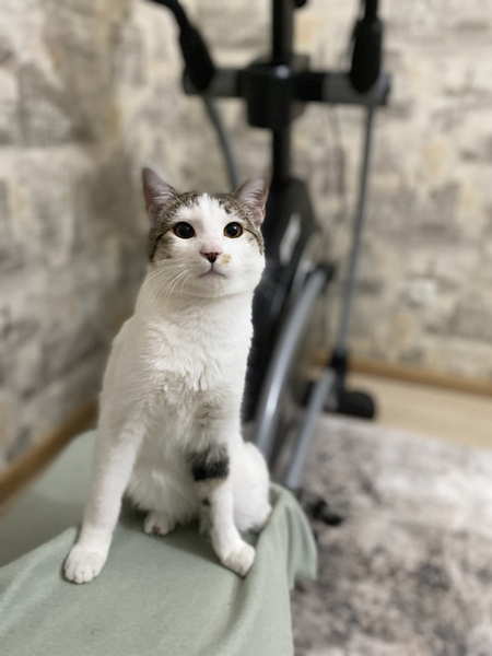 Котик Лайки 5 месяцев