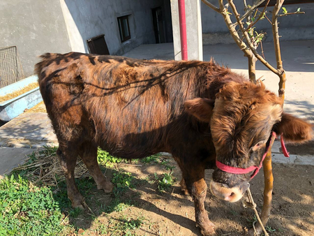 Buqachala Toshkent Zangiota rayoni