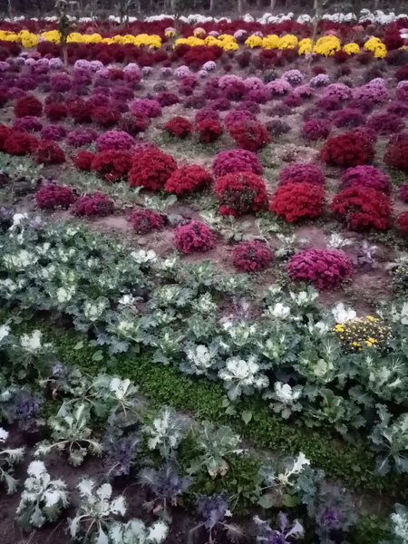 Globus gullari sotiladi ranglari ko\\\'p