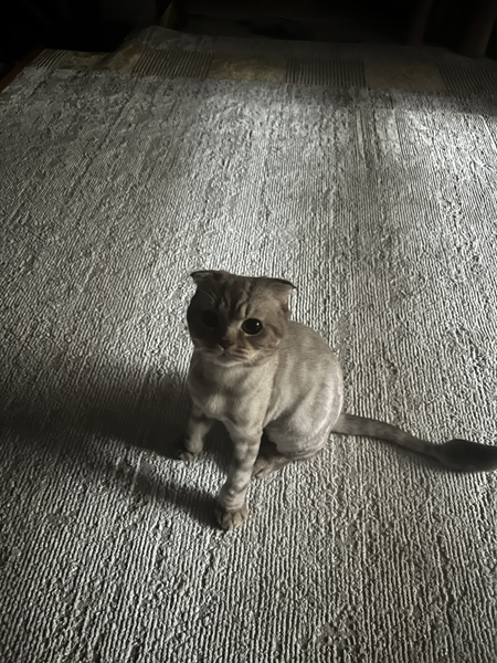 Кошка скотиш фолд
