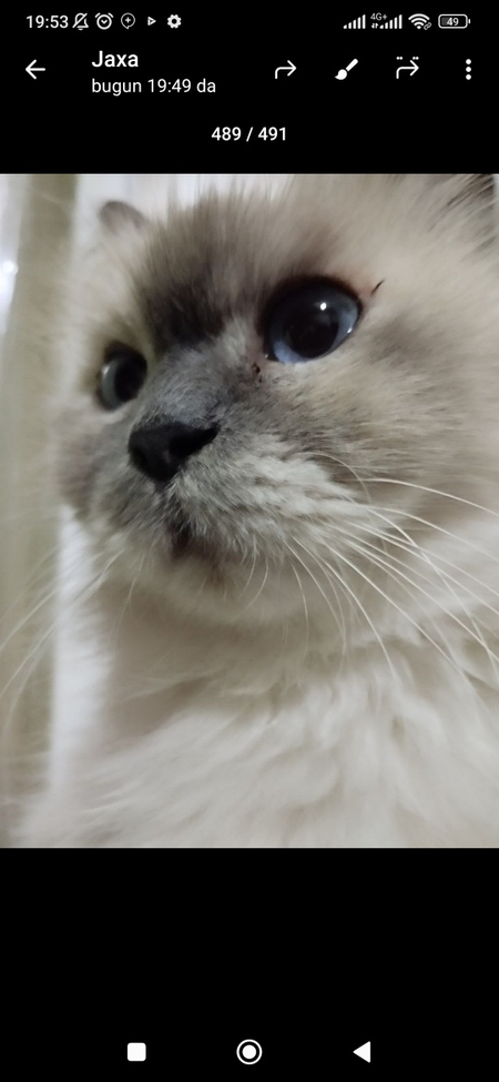 Mushuk yoʻqoldi ismi COCO,,zoti Persian