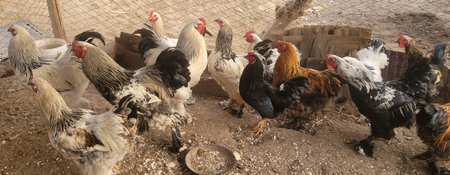 Brama xurozlari sotiladi