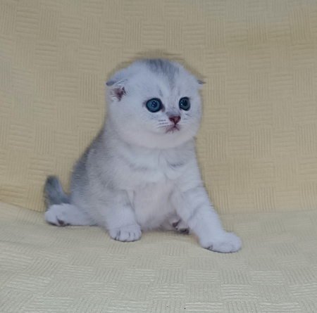 Открывается бронь на котят