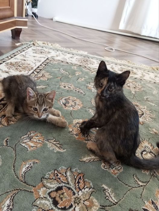 Котята отдам в добрые руки