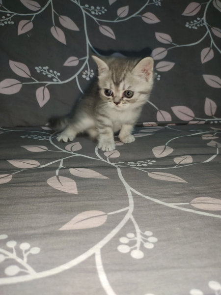 Котята пародистые