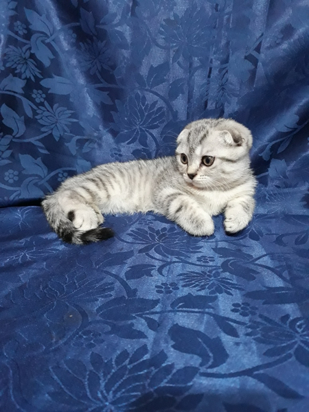 Шикарные плюшевые котята