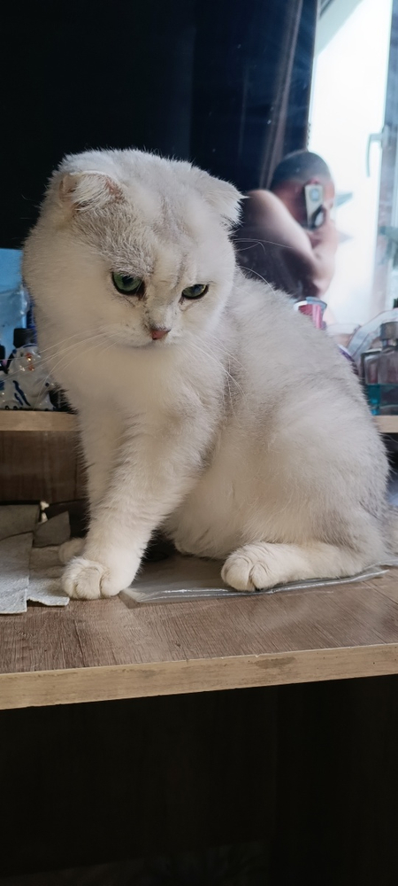 Вязка кот Золотой шиншилла NU12