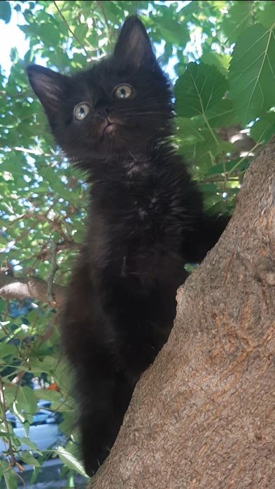 Очень Шладкий котёнок