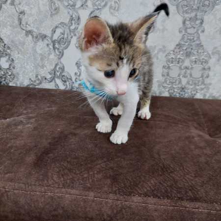 Котёнок почти 2 месяц