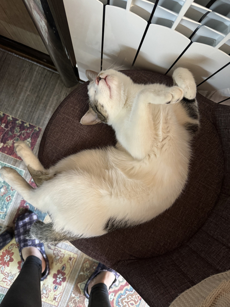 Котик Лайки 5 месяцев