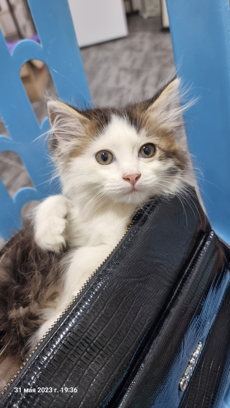 Породистые длинношерстные котята