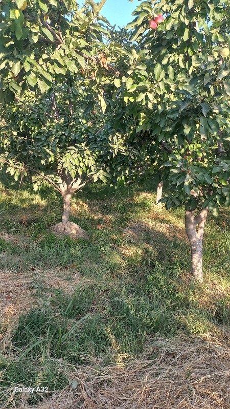 Yer sotiladi srochna arzon narxda