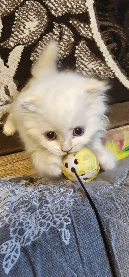 Вислоухий котёнок скотиш форд