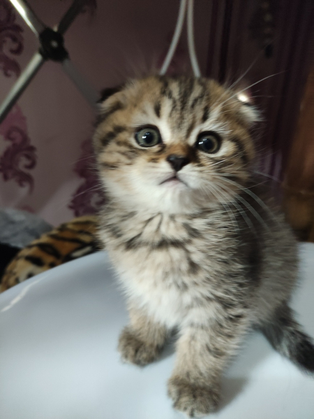 Шотландские котята Фолд и страйт