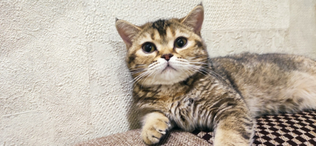 Котенок  золотая шиншилла