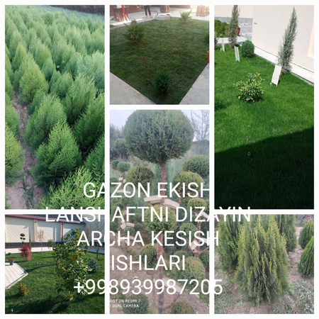 Gazon ekish lanshaftni dizzying ishlari gazon