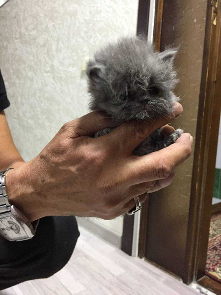 Британские котята фолд