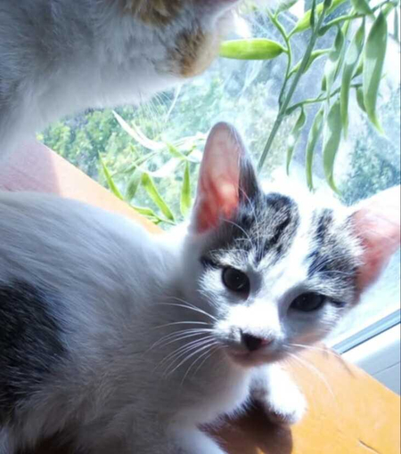 отдам даром котят