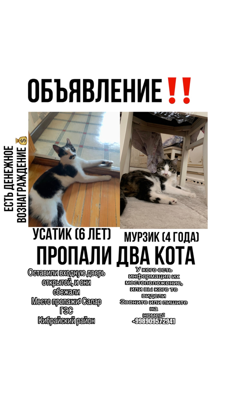 Пропали два кота вознаграждение если найдете 400.000