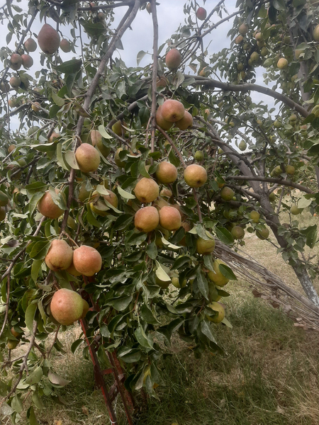 Nok bor qishiga turadigan