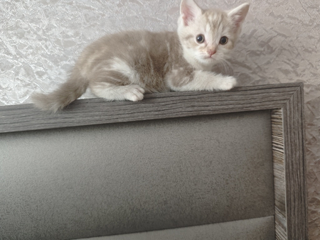 Котята девочки и мальчики