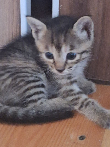 Продаются котятки