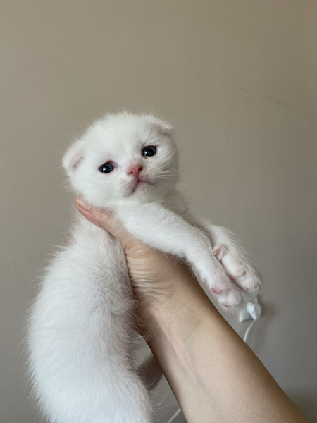 Скоттиш фолд.