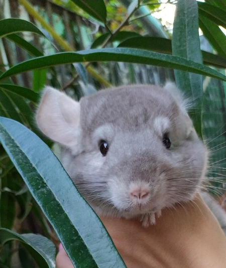 Шиншилла