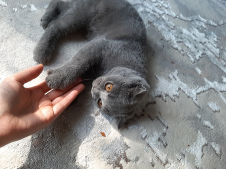 Котята Скотиш фолд мальчики