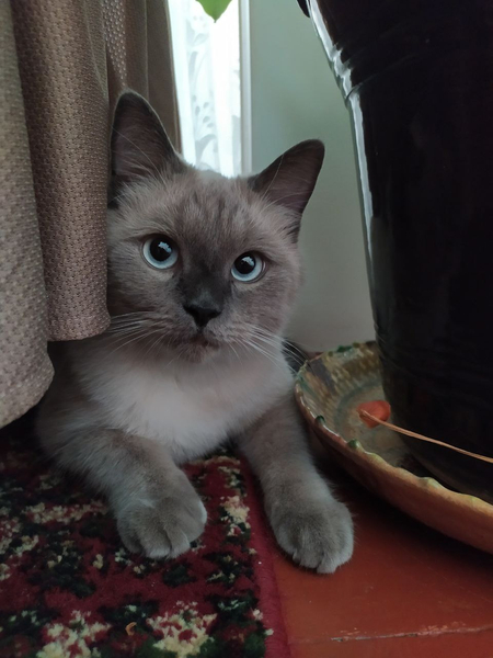 Кот сиамский 1 лет