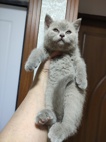 Распродажа! Осталось 2 котёнка!