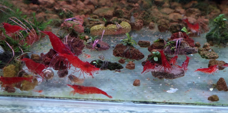 Аквариумные креветки (neocaridina)
