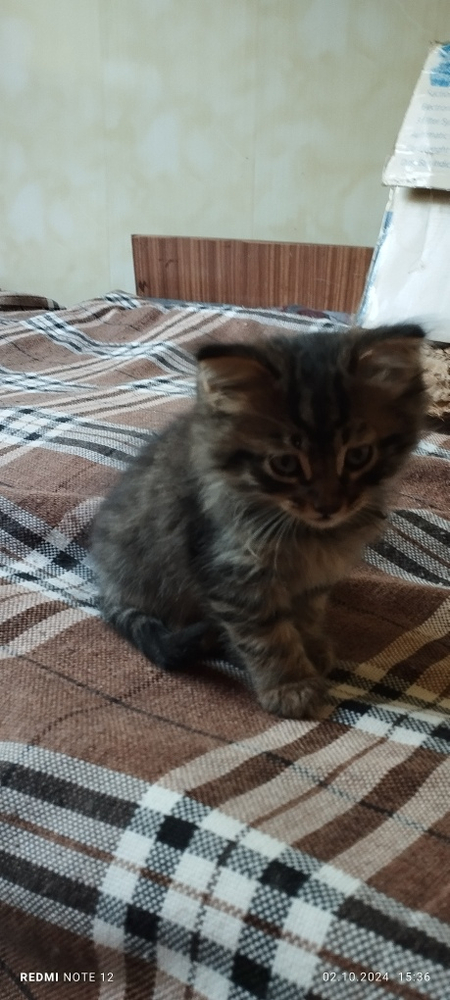 ТТЗ котик 1,5м отдам в хорошие руки